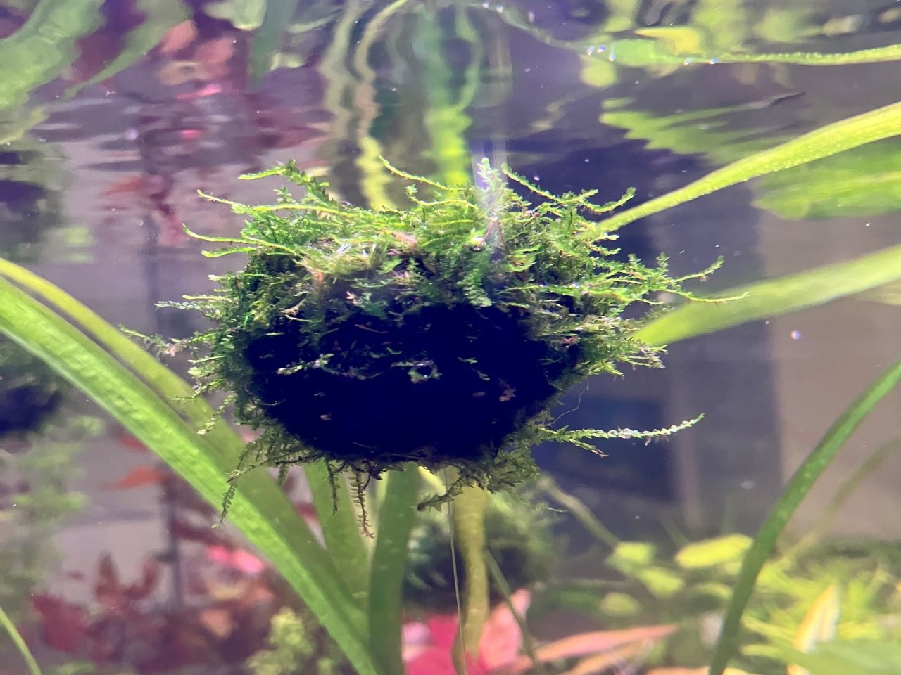 Schwebender Moosball - kaufen im Aqua Planet Online Shop