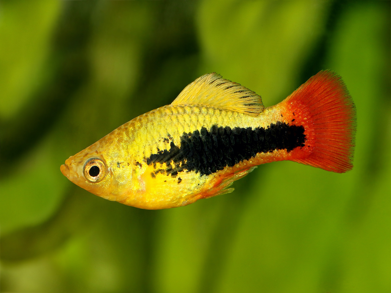 Platy - Xiphophorus maculatus "Variatus Hawaii" - kaufen im Aqua Planet ...