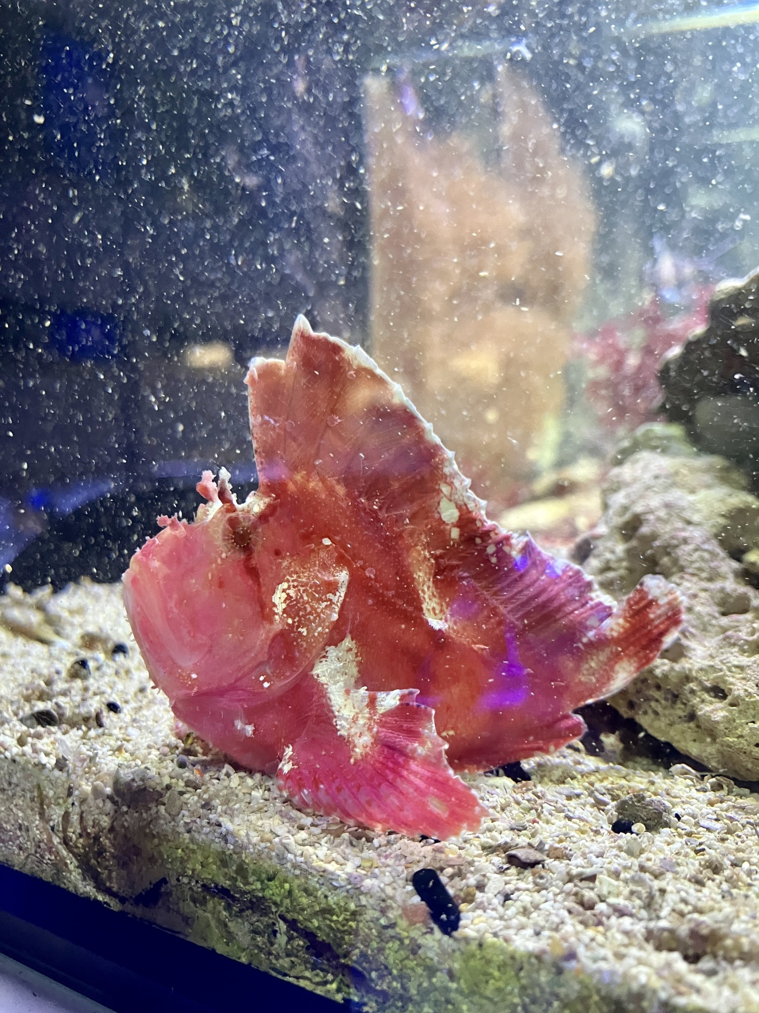 Schaukelfisch „rot/pink“ - Taenianotus triacanthus WYSIWYG - kaufen im ...