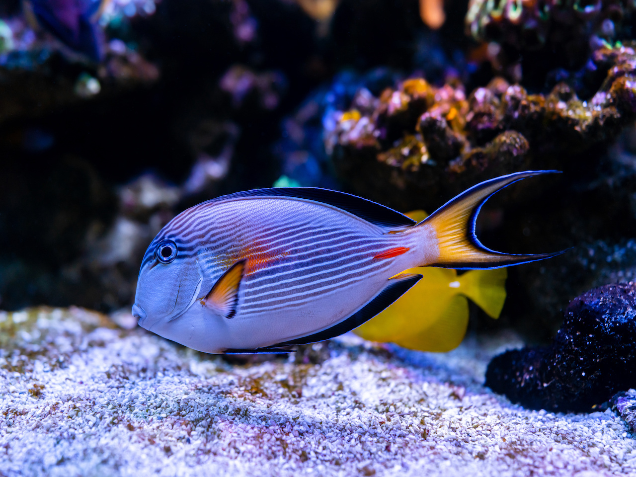Arabischer Doktorfisch - Acanthurus sohal - kaufen im Aqua Planet ...