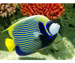 Pomacanthus Imperator