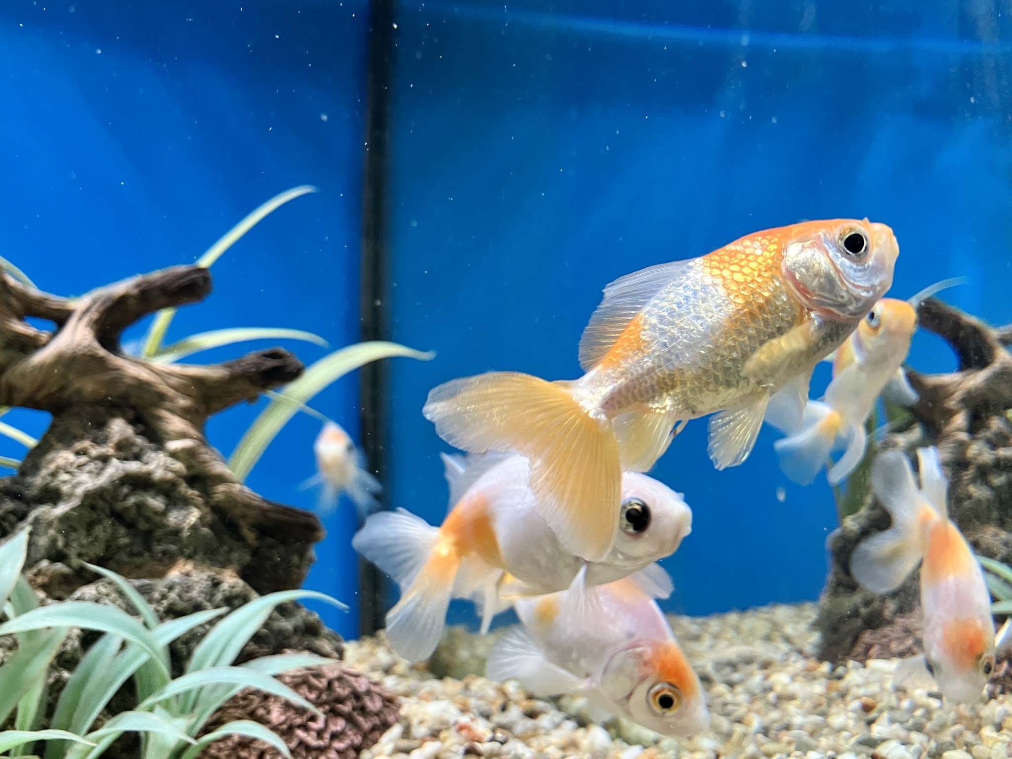 Goldfisch - Carassius auratus "Jikin" - kaufen im Aqua Planet Online Shop