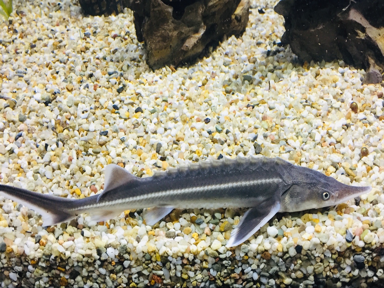 Sterlet - Acipenser ruthenus - kaufen im Aqua Planet Online Shop