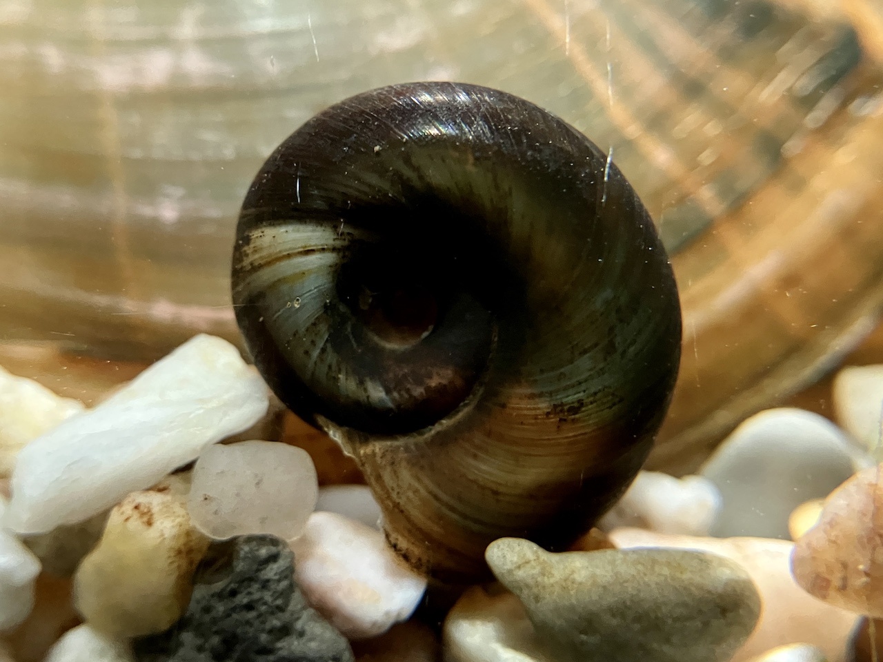 Posthornschnecke - Planorbarius corneus - kaufen im Aqua Planet Online Shop