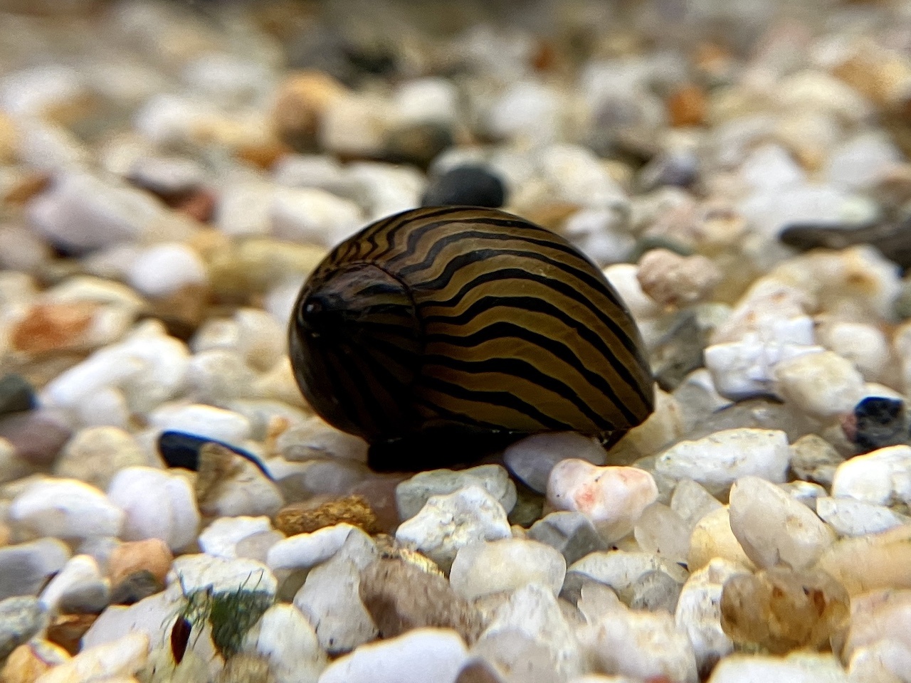 Zebra Rennschnecke - Neritina turrita - kaufen im Aqua Planet Online Shop