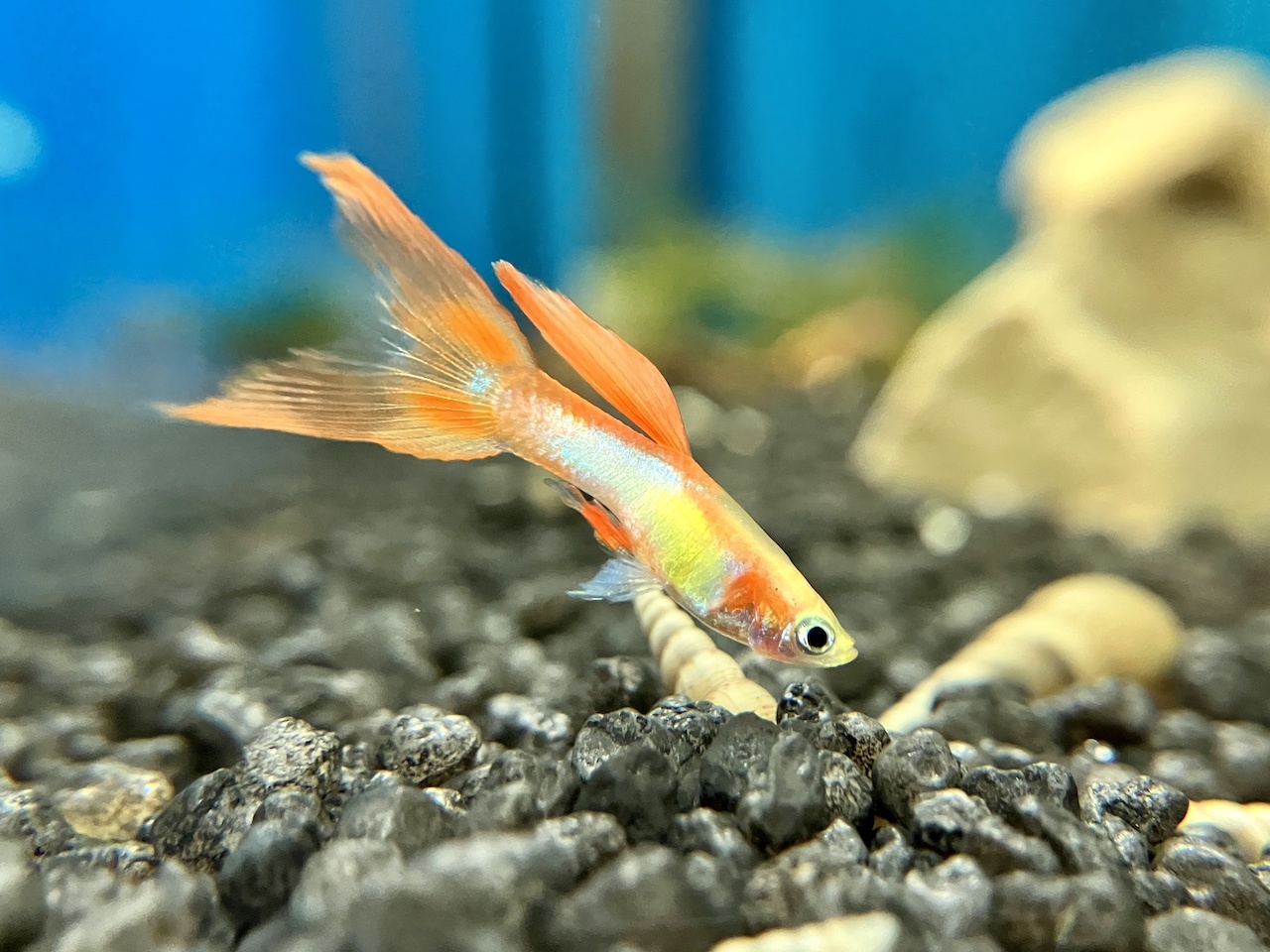 Guppy Endler - Poecilia wingei "Red Flame" - kaufen im Aqua Planet ...