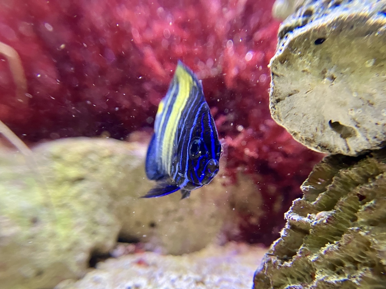 Halbmond Kaiserfisch - Pomacanthus asfur - kaufen im Aqua Planet Online ...