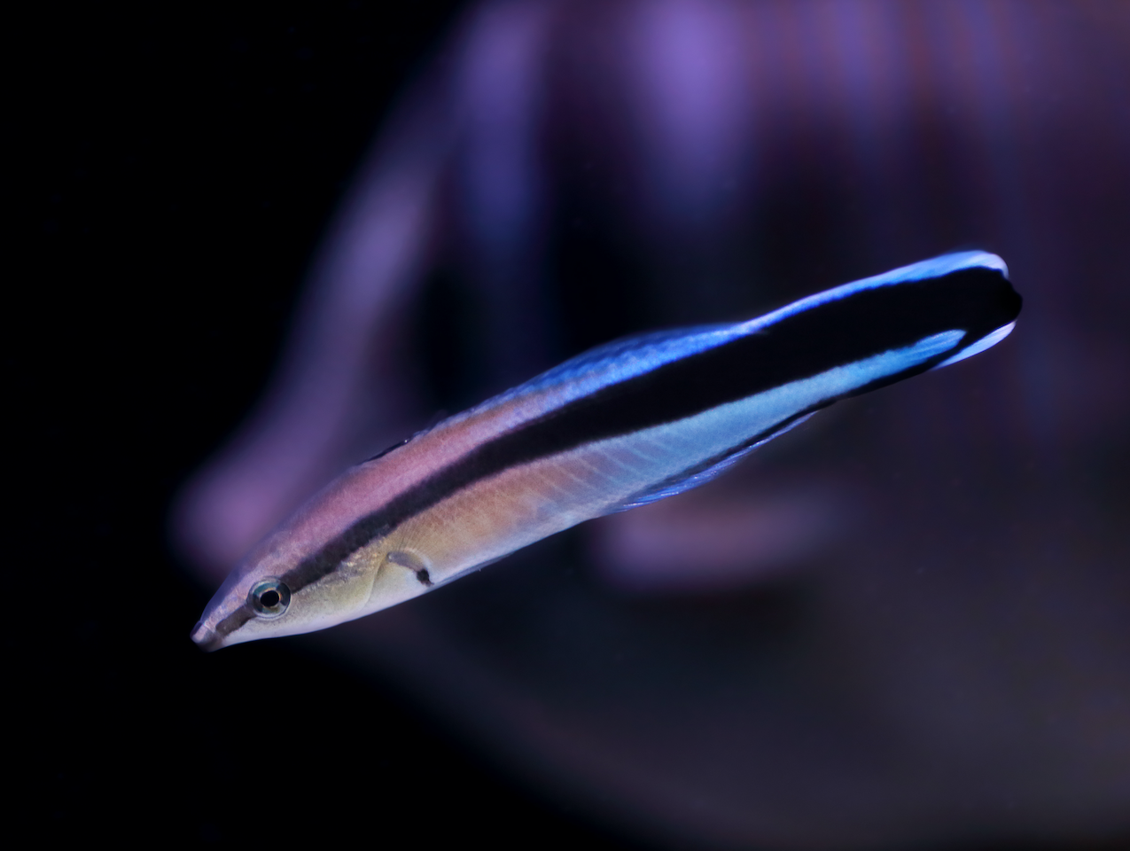 Putzerlippfisch - Labroides dimidiatus - kaufen im Aqua Planet Online Shop