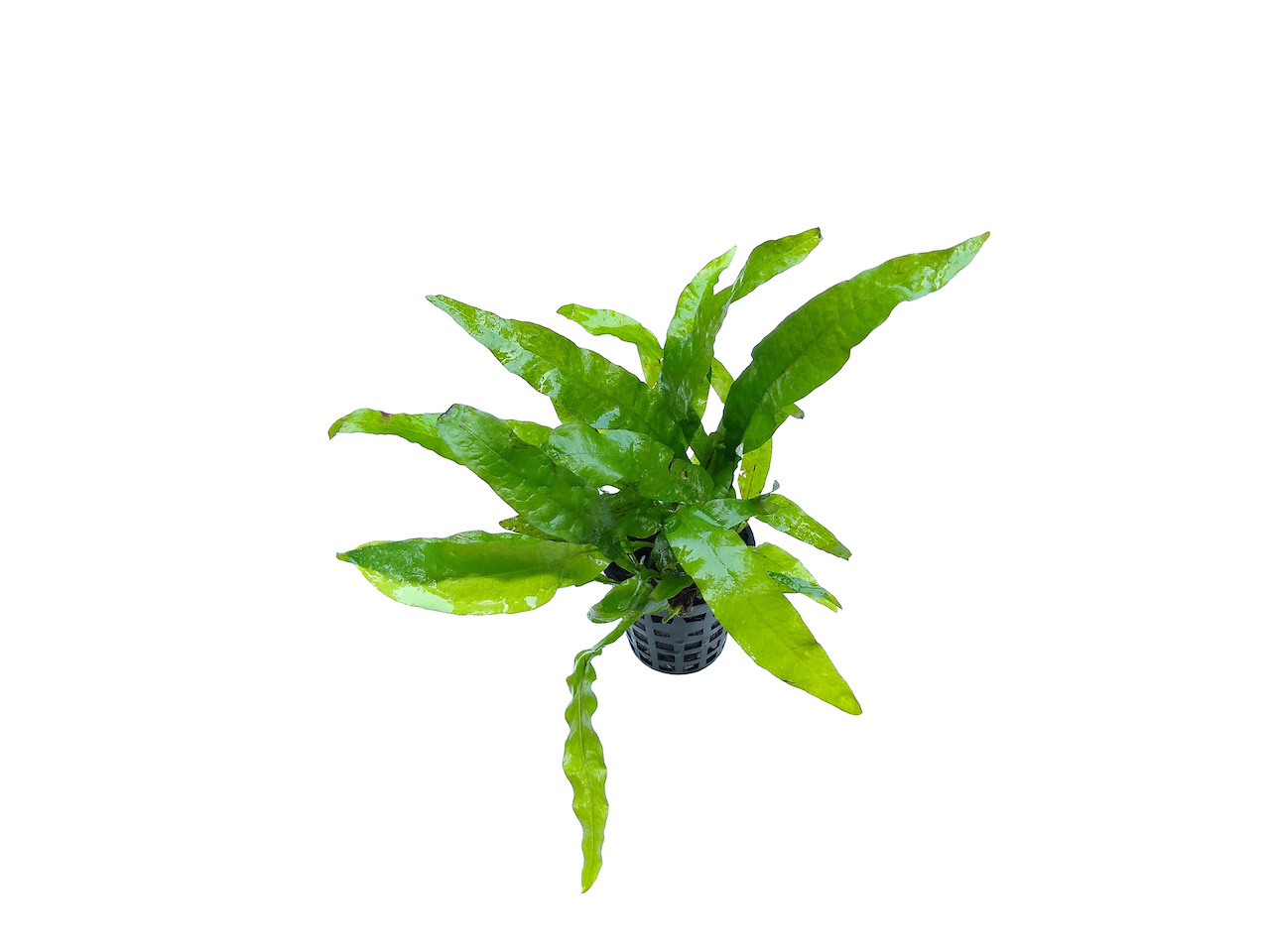 Javafarn - Microsorum pteropus - kaufen im Aqua Planet Online Shop