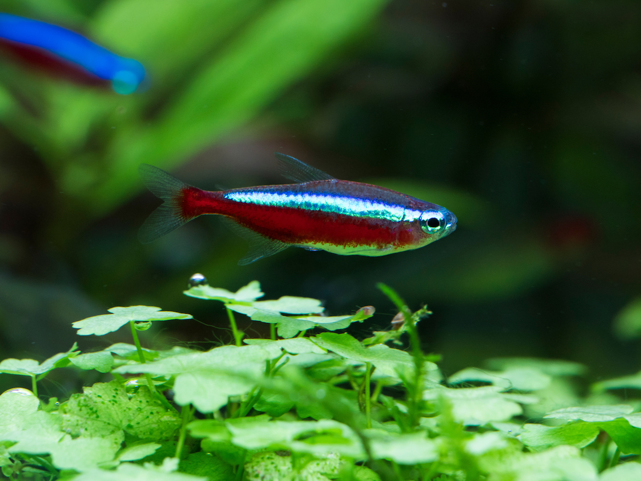 Roter Neon - Paracheirodon axelrodi - kaufen im Aqua Planet Online Shop