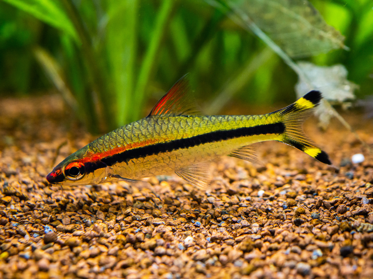 Rotstrichbarbe - Sahyadria denisonii - kaufen im Aqua Planet Online Shop