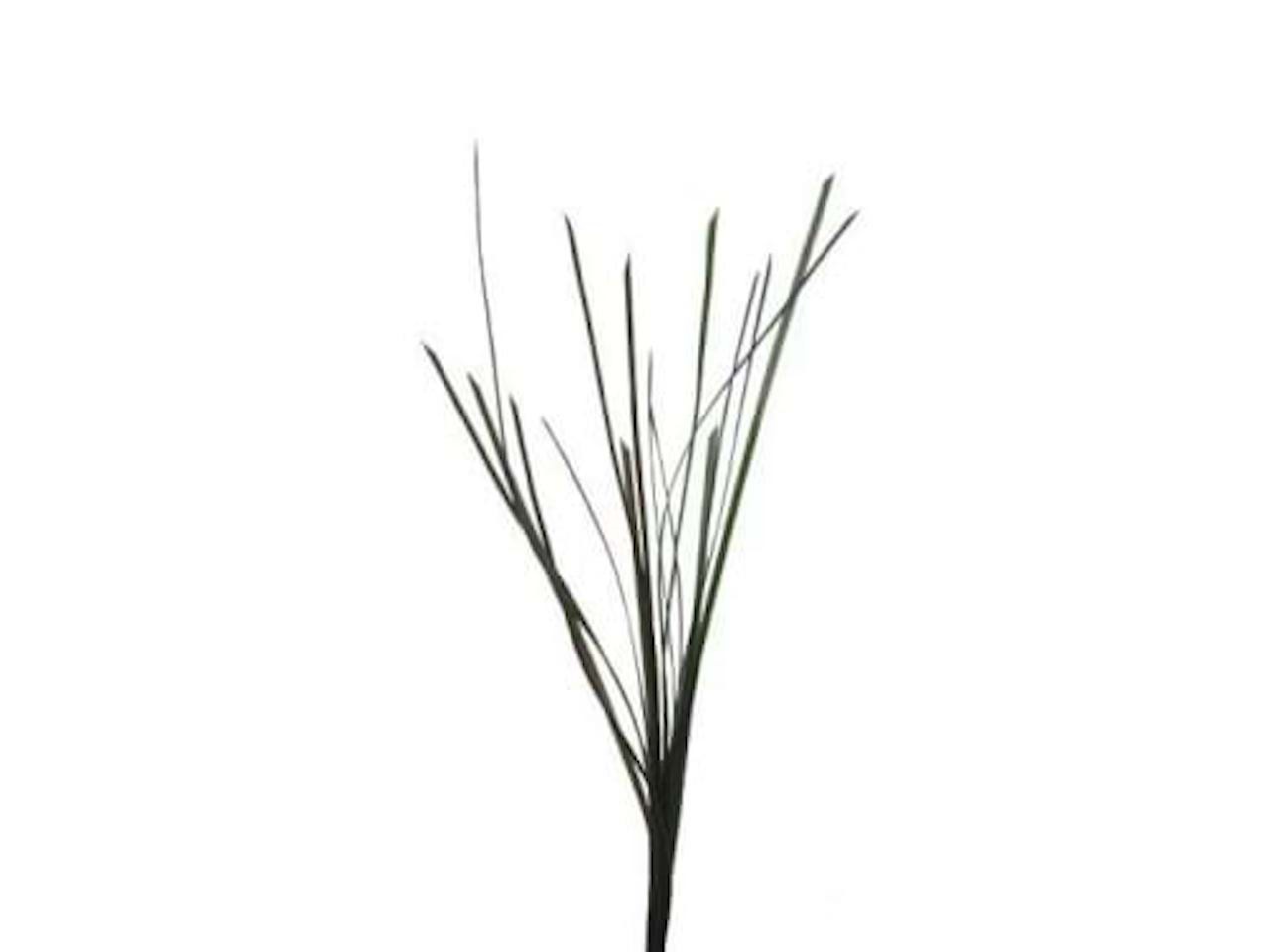 TMC Seegras - Phyllospadix sp. 2mmx37cm - kaufen im Aqua Planet Online Shop