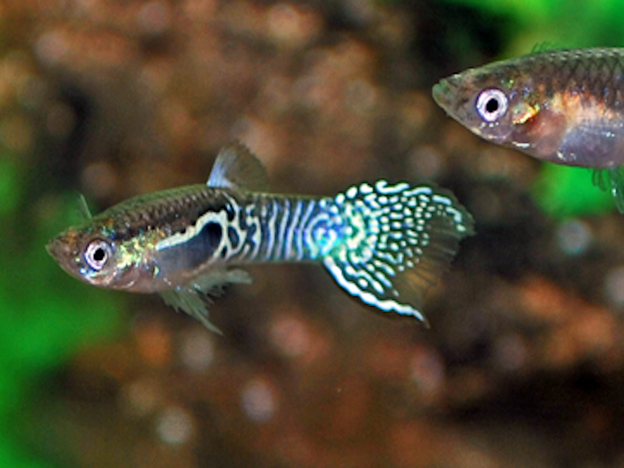 Guppy Endler - Poecilia wingei "Yellow tiger" - kaufen im Aqua Planet ...