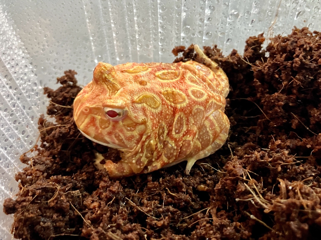 Schmuckhornfrosch - Ceratophrys cranwelli (Pacman-Frog) "Strawberry ...