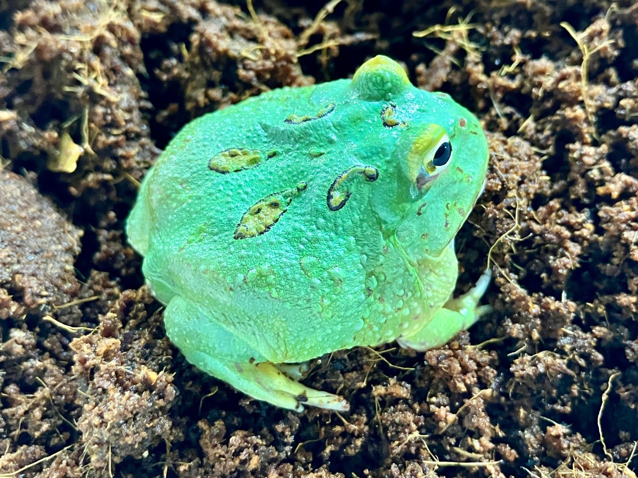 Schmuckhornfrosch - Ceratophrys cranwelli (Pacman-Frog) "Peppermint" W ...