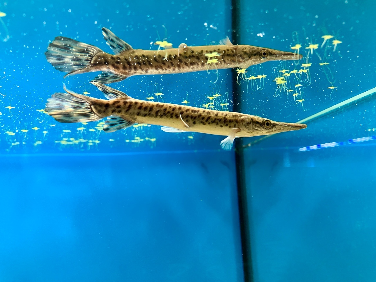 Alligatorhecht - Atractosteus spatula - kaufen im Aqua Planet Online Shop