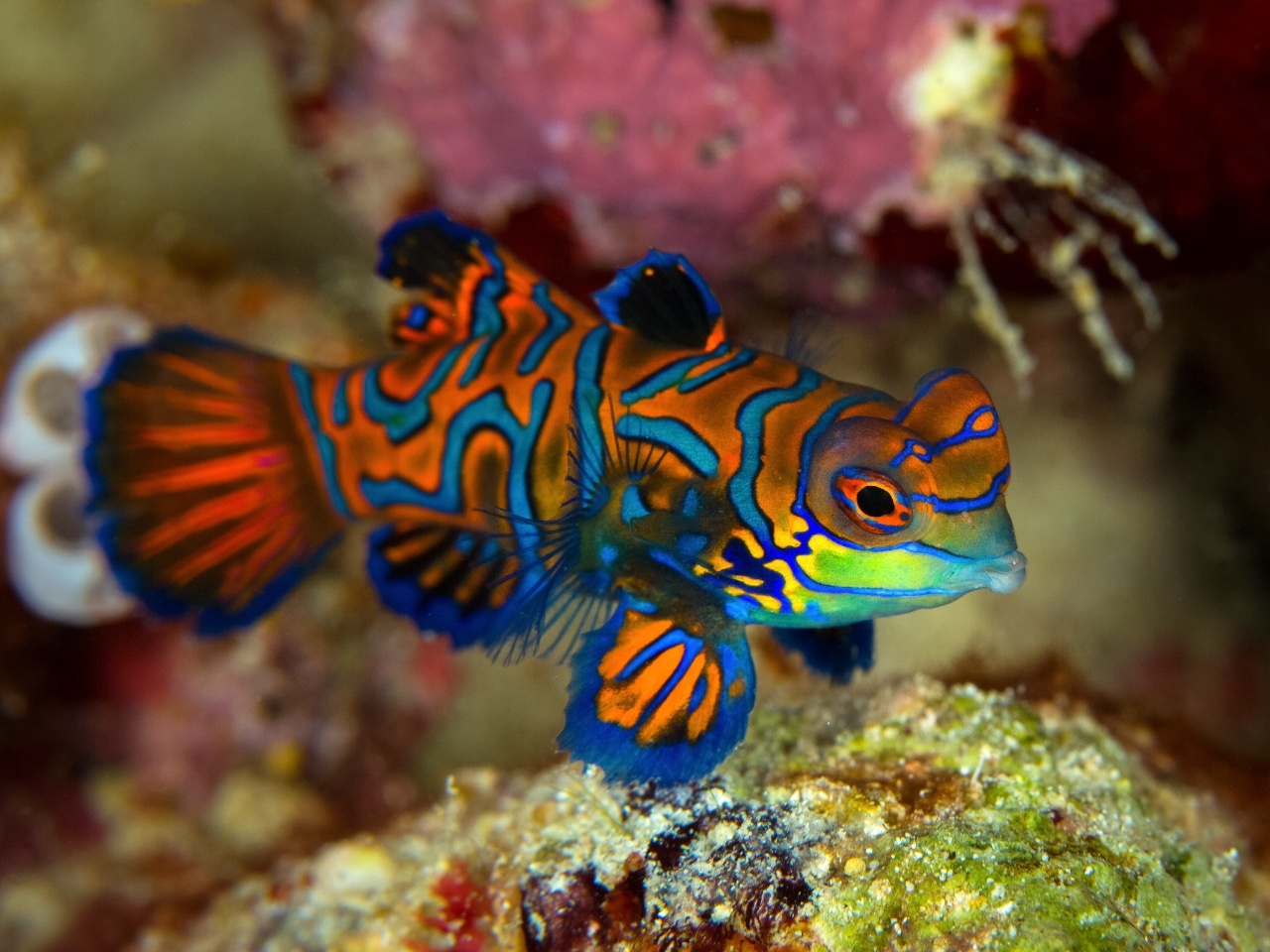Mandarinfisch - Pterosynchiropus splendidus rot - kaufen im Aqua Planet ...
