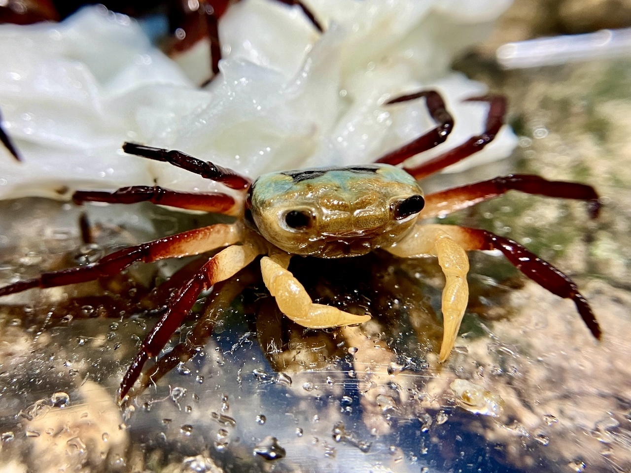 Vampirkrabbe - Lepidothelphusa spec. "Yellow witcher" - kaufen im Aqua ...