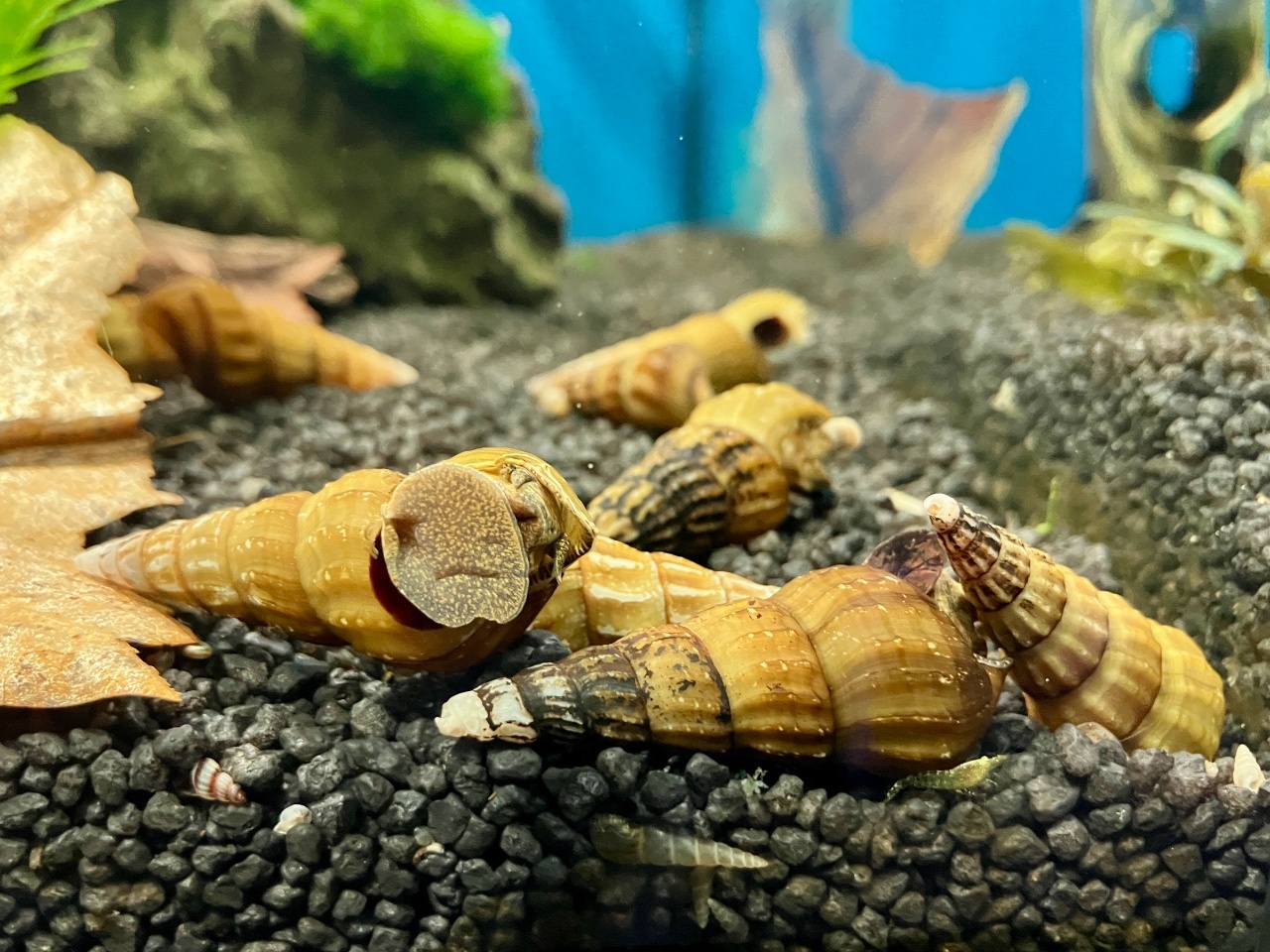 Riesen Turmdeckelschnecke - Brotia herculea - kaufen im Aqua Planet ...