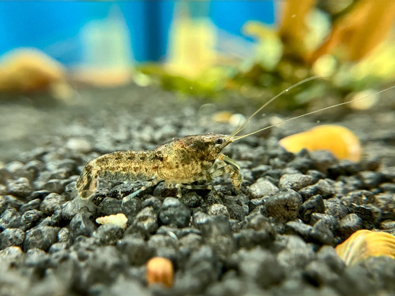Kleinster Zwergflußkrebs - Cambarellus diminutus - kaufen im Aqua ...