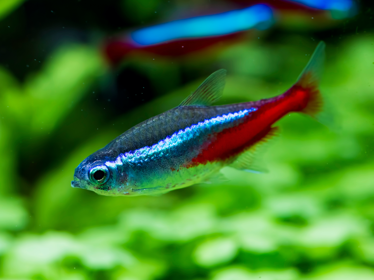 Neonsalmler - Paracheirodon innesi 25 Stück - kaufen im Aqua Planet ...