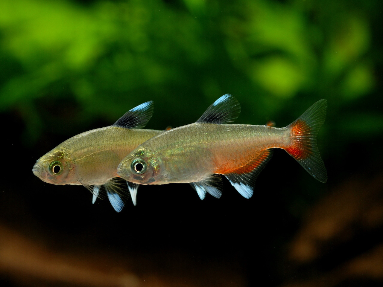 Rubinsalmler - Aphyocharax rathbuni - kaufen im Aqua Planet Online Shop