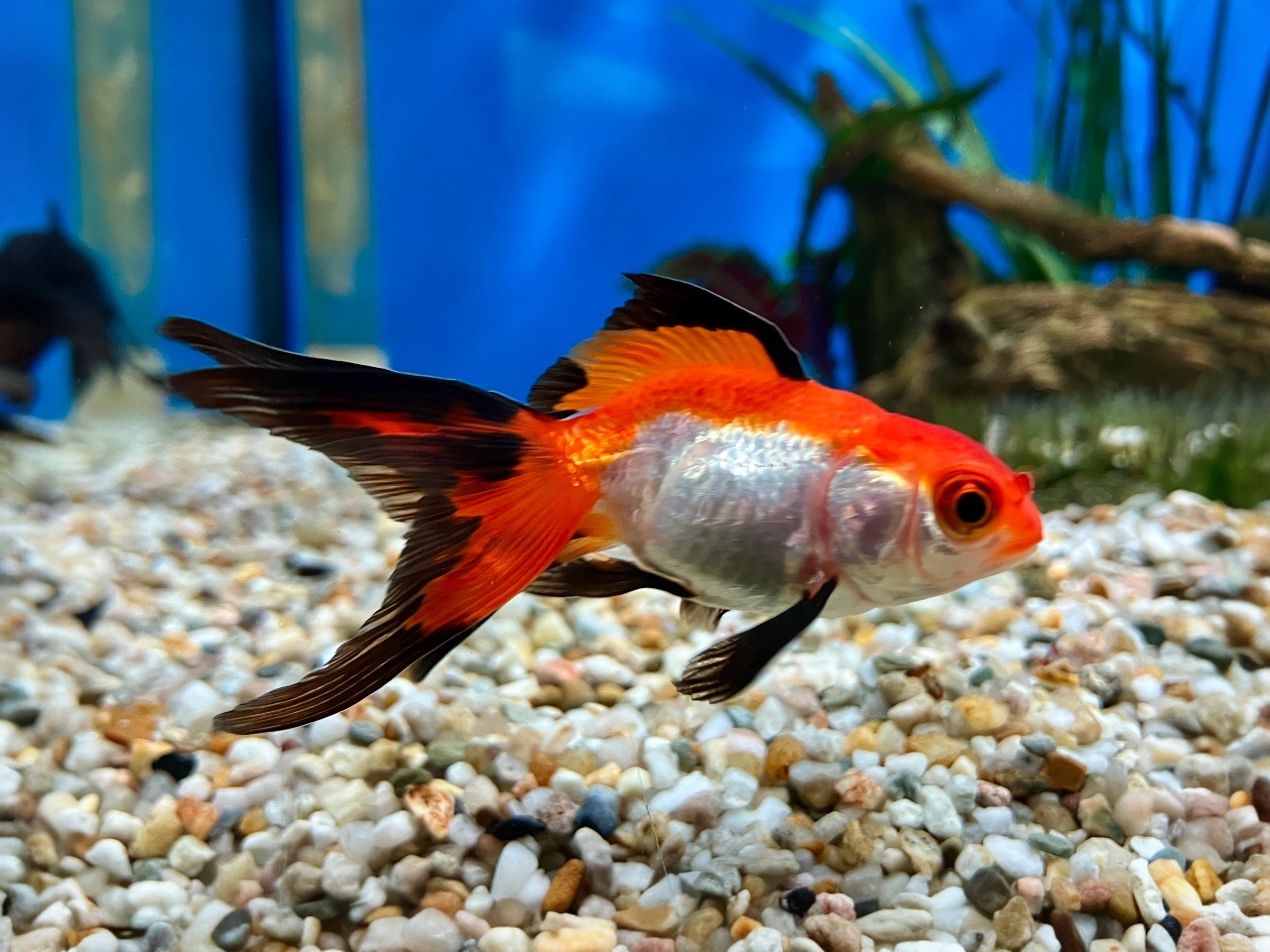 Schleierschwanz - Carassius auratus "Dreifärbig" - kaufen im Aqua ...