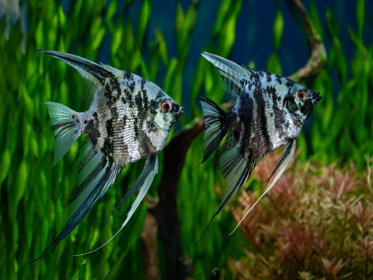 Skalar - Pterophyllum scalare "Blue Marble" - kaufen im Aqua Planet ...