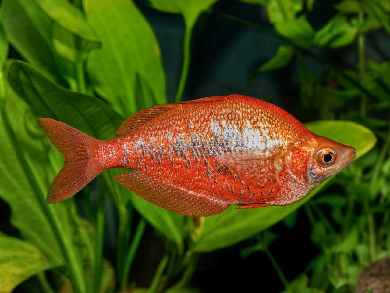 Regenbogenfisch - Glossolepis incisus "Lachsrot" - kaufen im Aqua ...