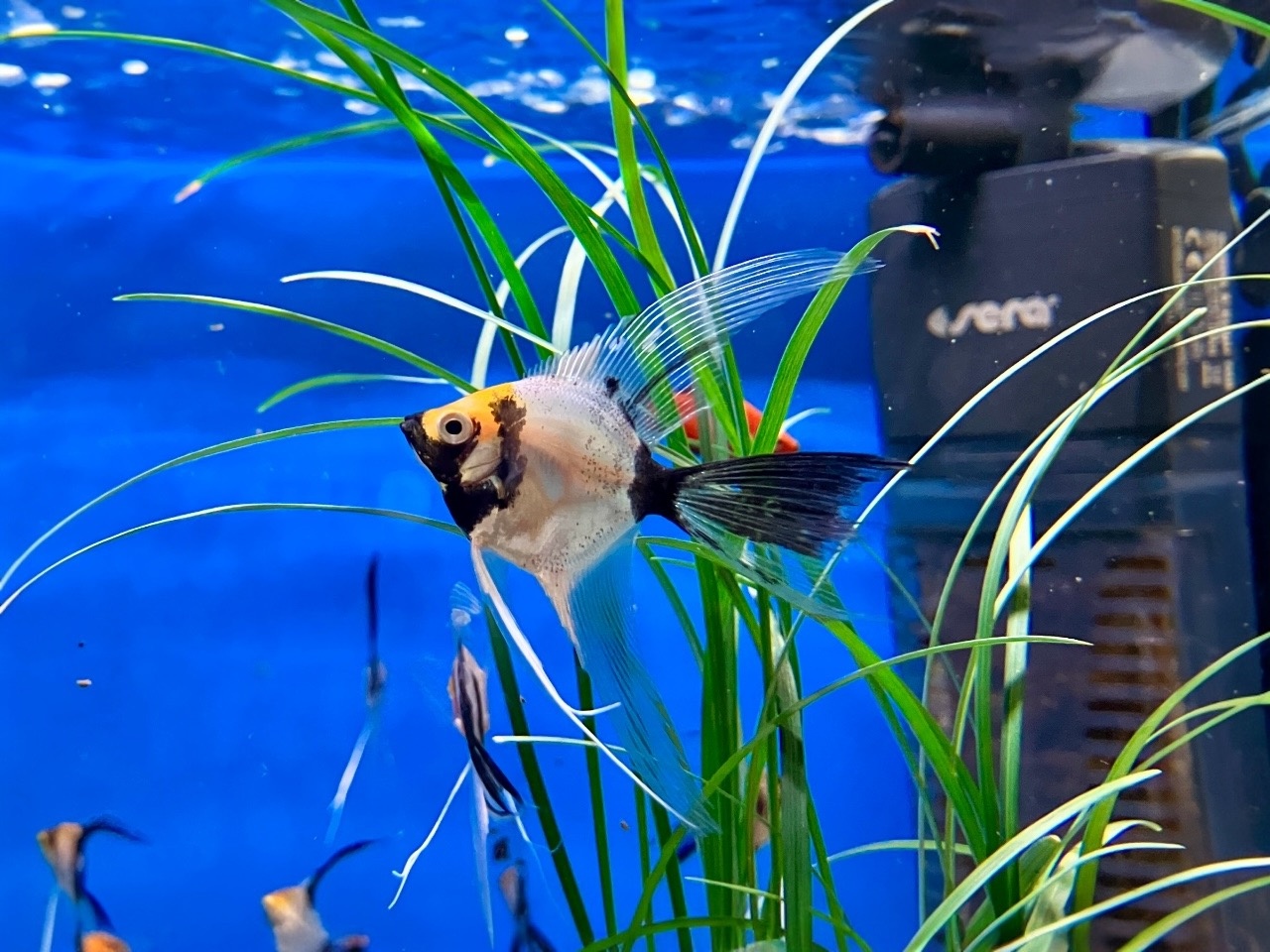 Skalar Koi marble schleier - kaufen im Aqua Planet Online Shop