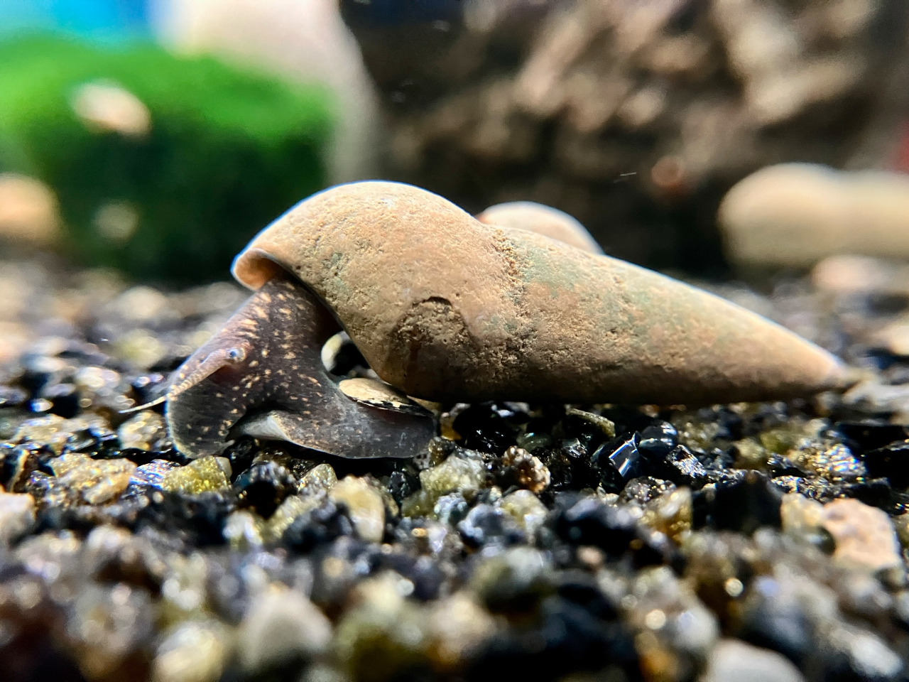 Donnerkeil Schnecke - Tylomelania towutensis - kaufen im Aqua Planet ...