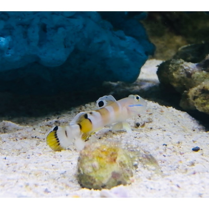 Breitband Schläfergrundel - Valenciennea wardii "PAAR" - kaufen im Aqua ...