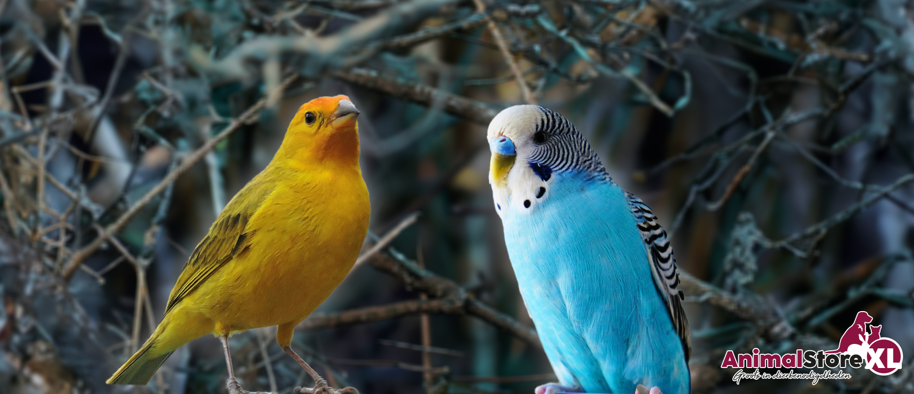 Kanaries versus parkieten: welke vogeltjes passen bij jou? - AnimalstoreXL