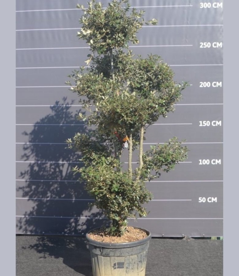 Steeneik (Quercus ilex) | Prachtige steeneiken uit eigen kwekerij - BoomNL