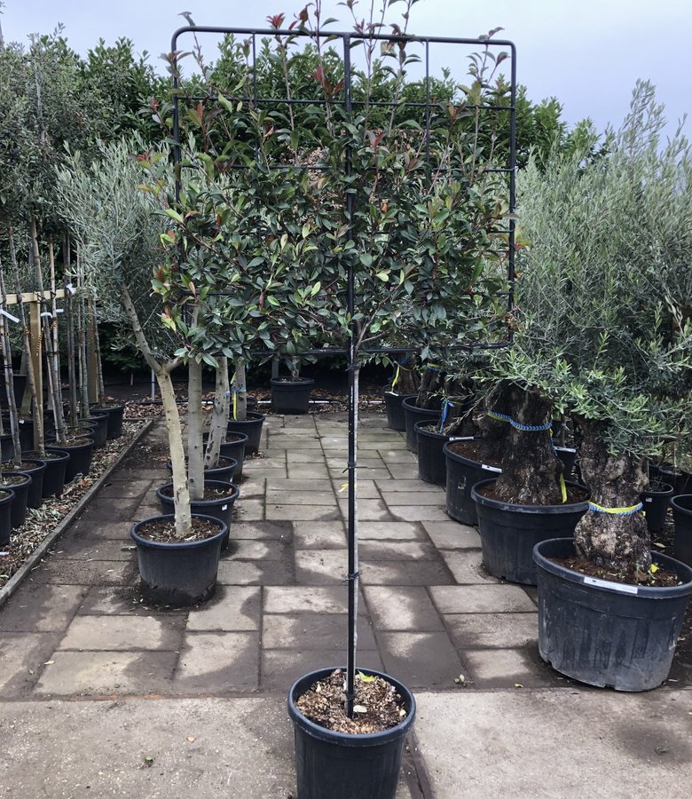 LeiPhotinia | Photinia leiboom | Ontdek alles de Photinia - BoomNL