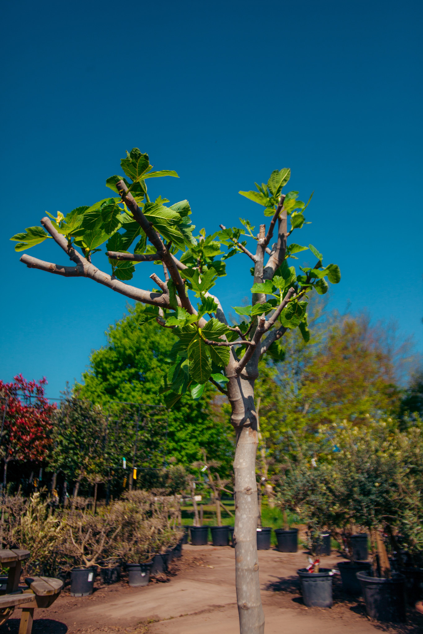 Vijgenboom (Ficus carica) hoog vertakt | Binnen 7 dagen in huis - BoomNL