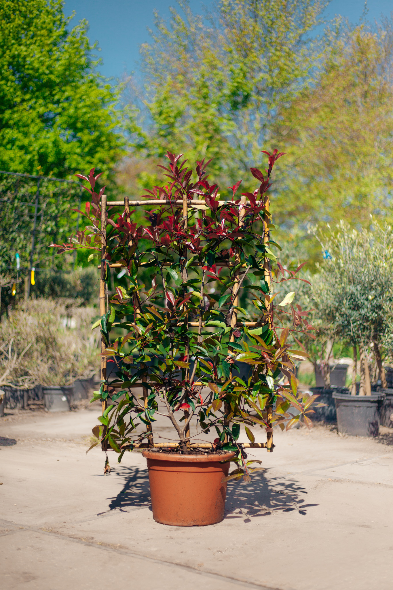 Red Robin Glansmispel bestelt u eenvoudig online bij BoomNL - BoomNL