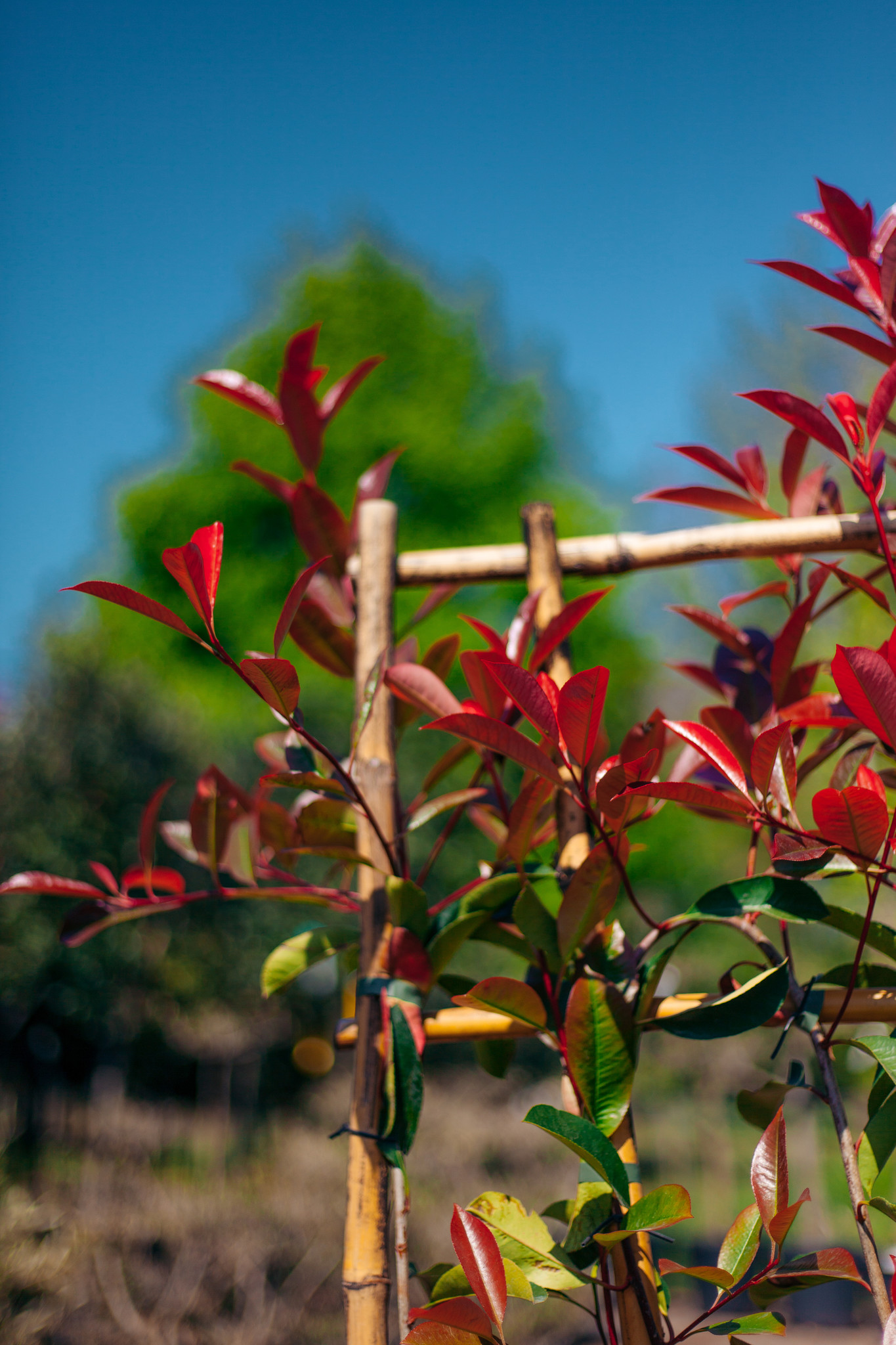 Red Robin Glansmispel bestelt u eenvoudig online bij BoomNL - BoomNL