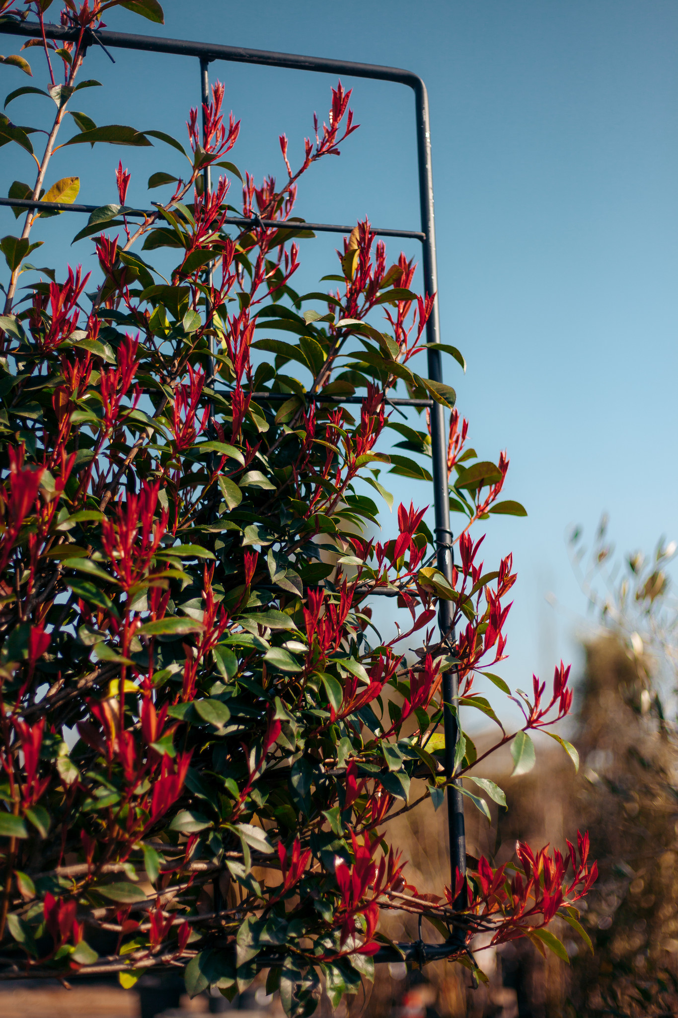 Photinia Fraseri | Red Robin | glansmispel | Bestel bij BoomNL - BoomNL