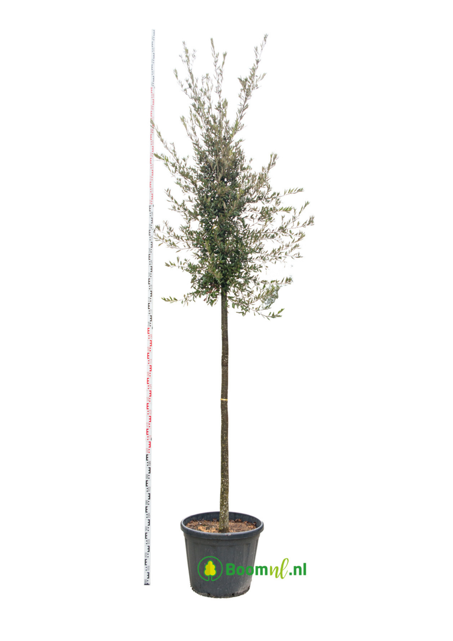 Steeneik (Quercus ilex) op een 180-200 cm hoge stam | BoomNL - BoomNL