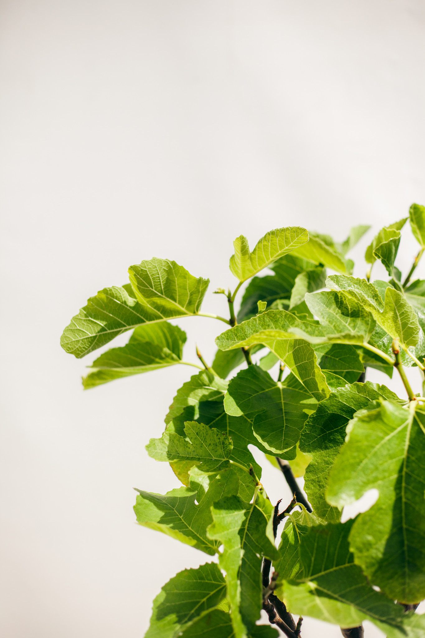 Vijgenboom klein op hoge stam | Bestel je bij BoomNL! - BoomNL