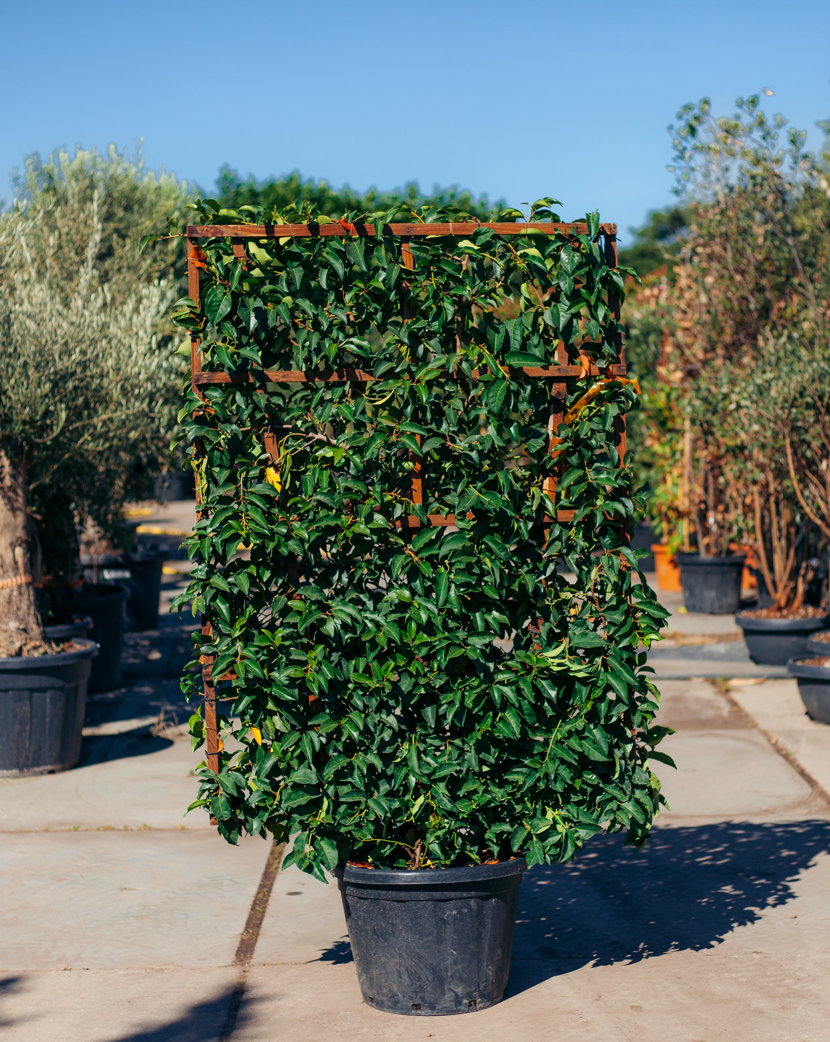 Portugese Laurier - Prunus Lusitanica Azorica | Bestel bij BoomNL - BoomNL