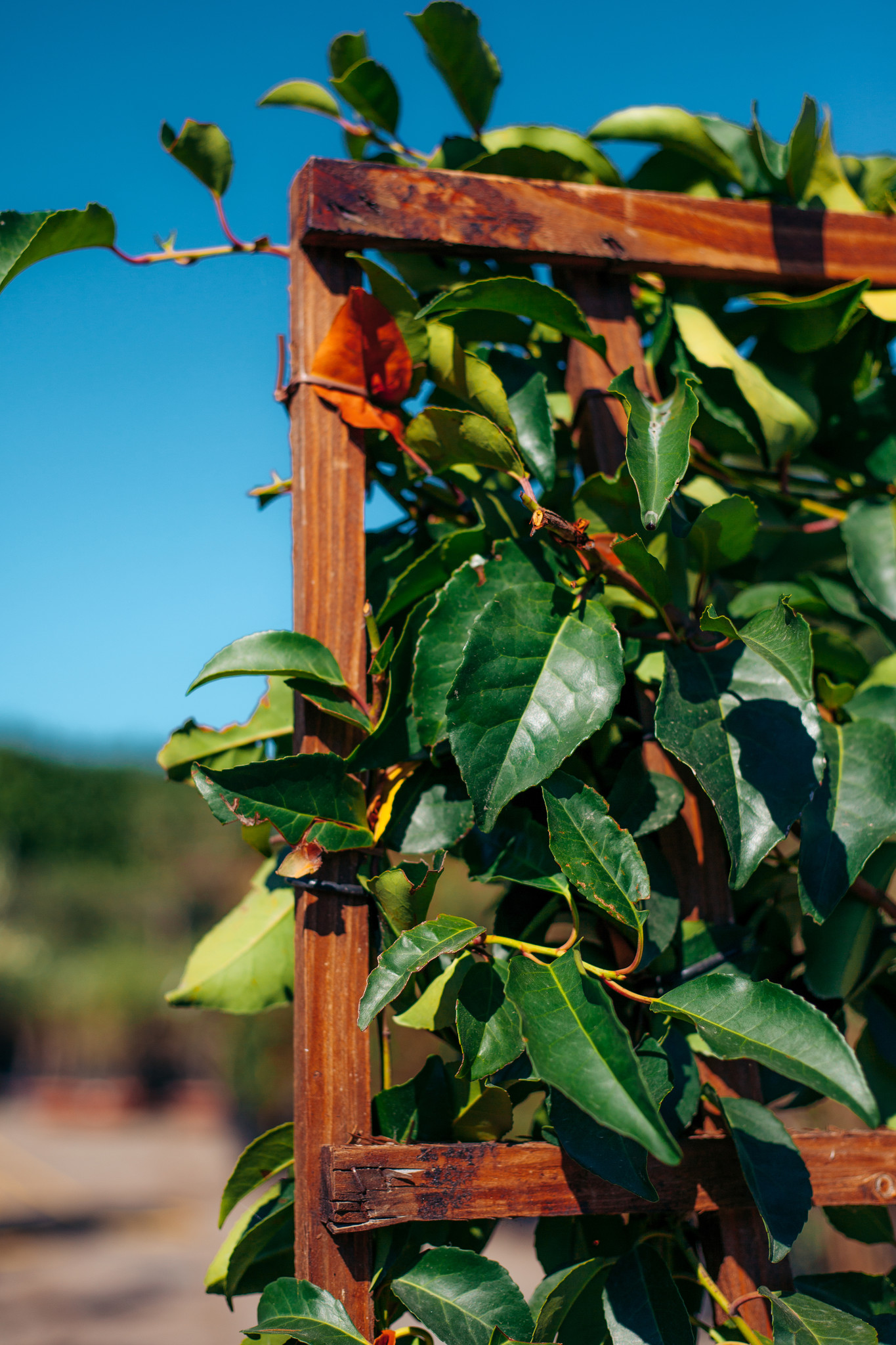 Portugese Laurier - Prunus Lusitanica Azorica | Bestel bij BoomNL - BoomNL