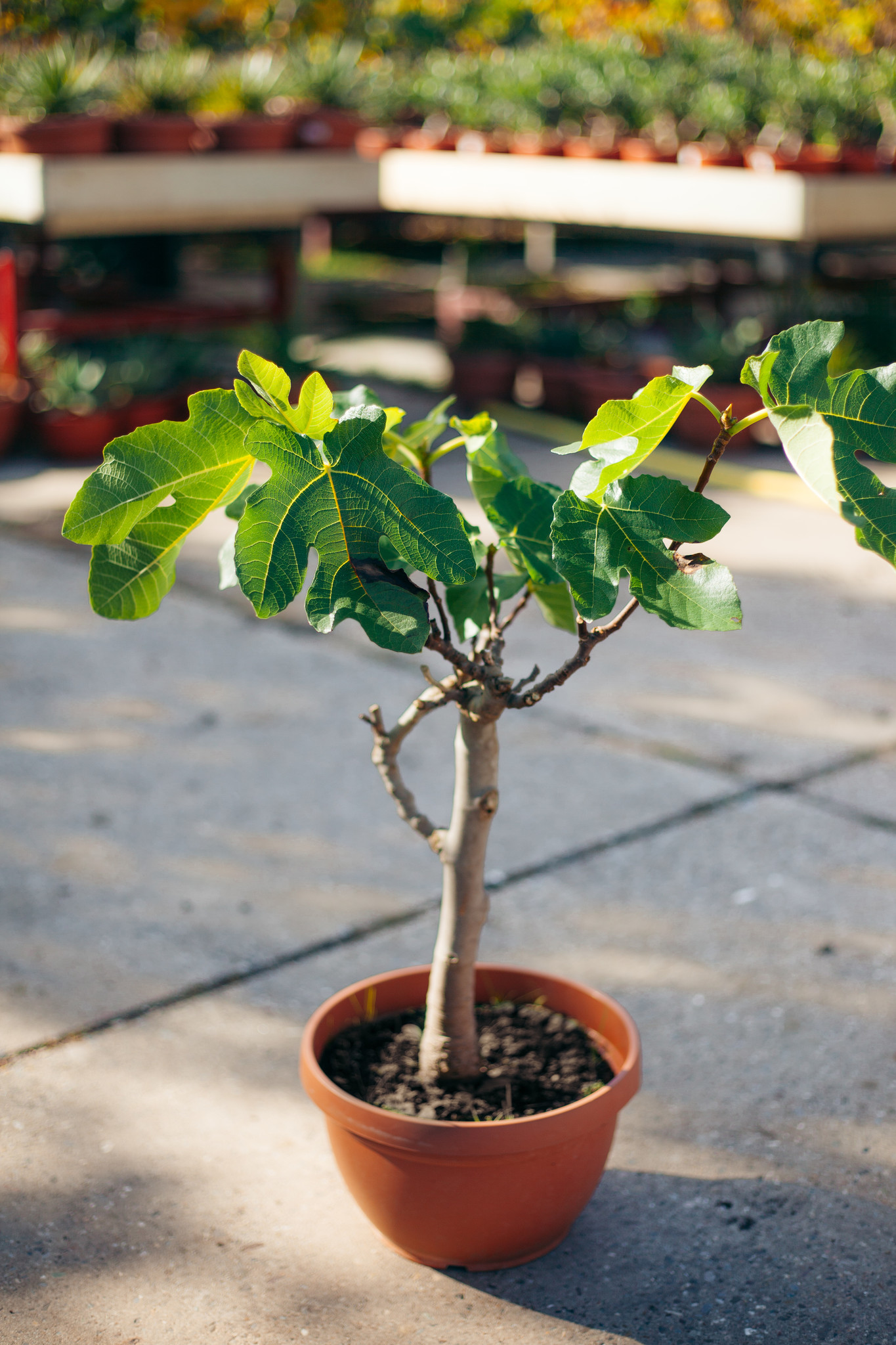Vijgenboom klein op lage stam | Bestel je bij BoomNL! - BoomNL