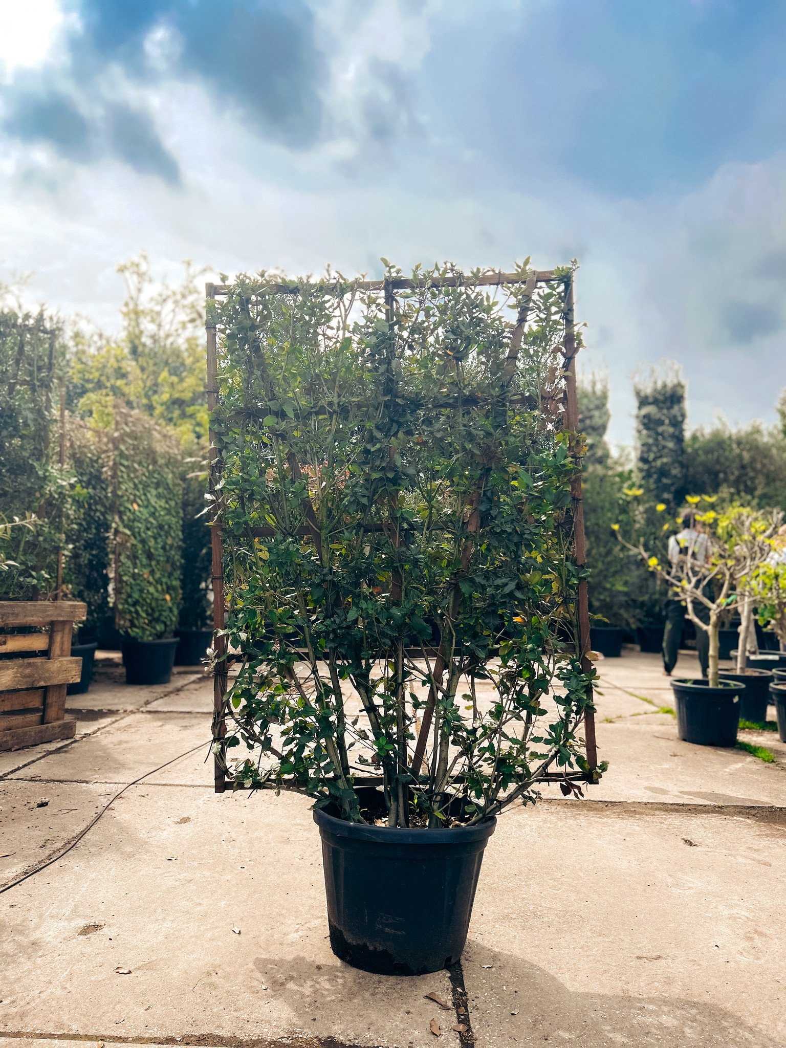 Steeneik (Quercus ilex) scherm 150x110 cm | BoomNL - BoomNL