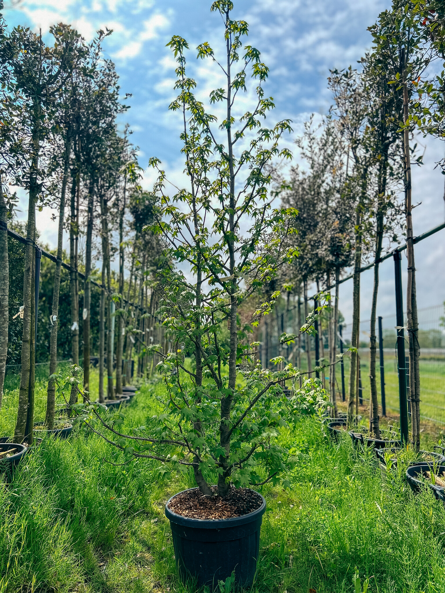 Amerikaanse Amberboom - Liquidambar styraciflua | Bestel bij BoomNL ...