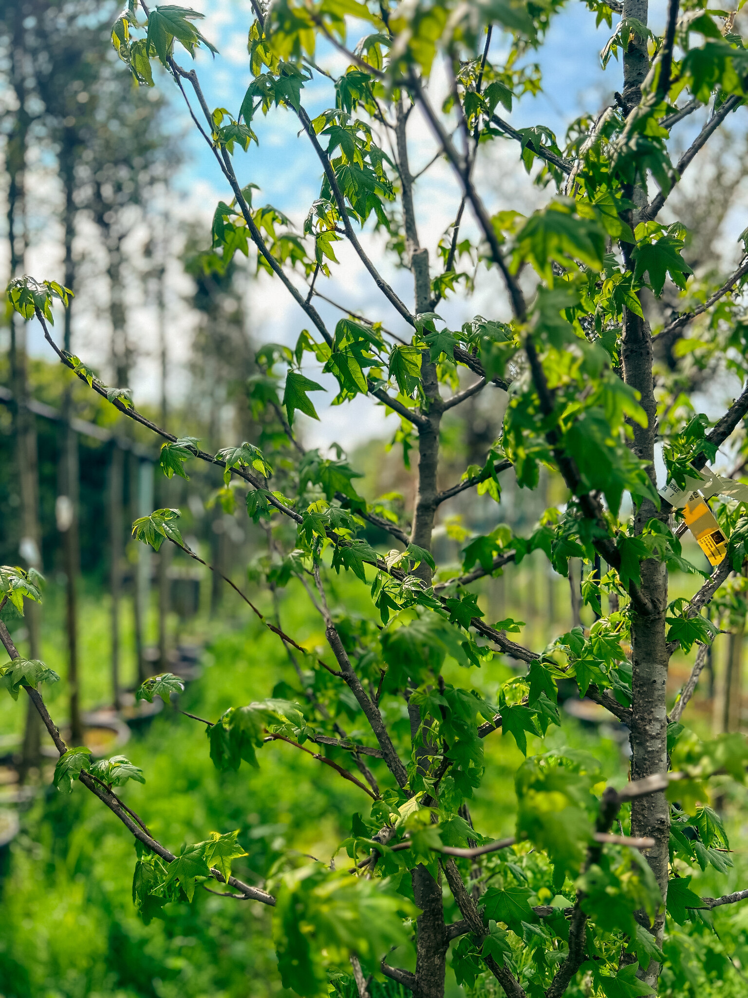 Amerikaanse Amberboom - Liquidambar styraciflua | Bestel bij BoomNL ...