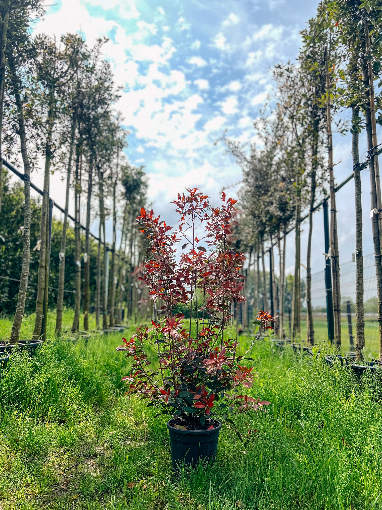 Photinia Fraseri | Red Robin struik | Bestel bij BoomNL - BoomNL