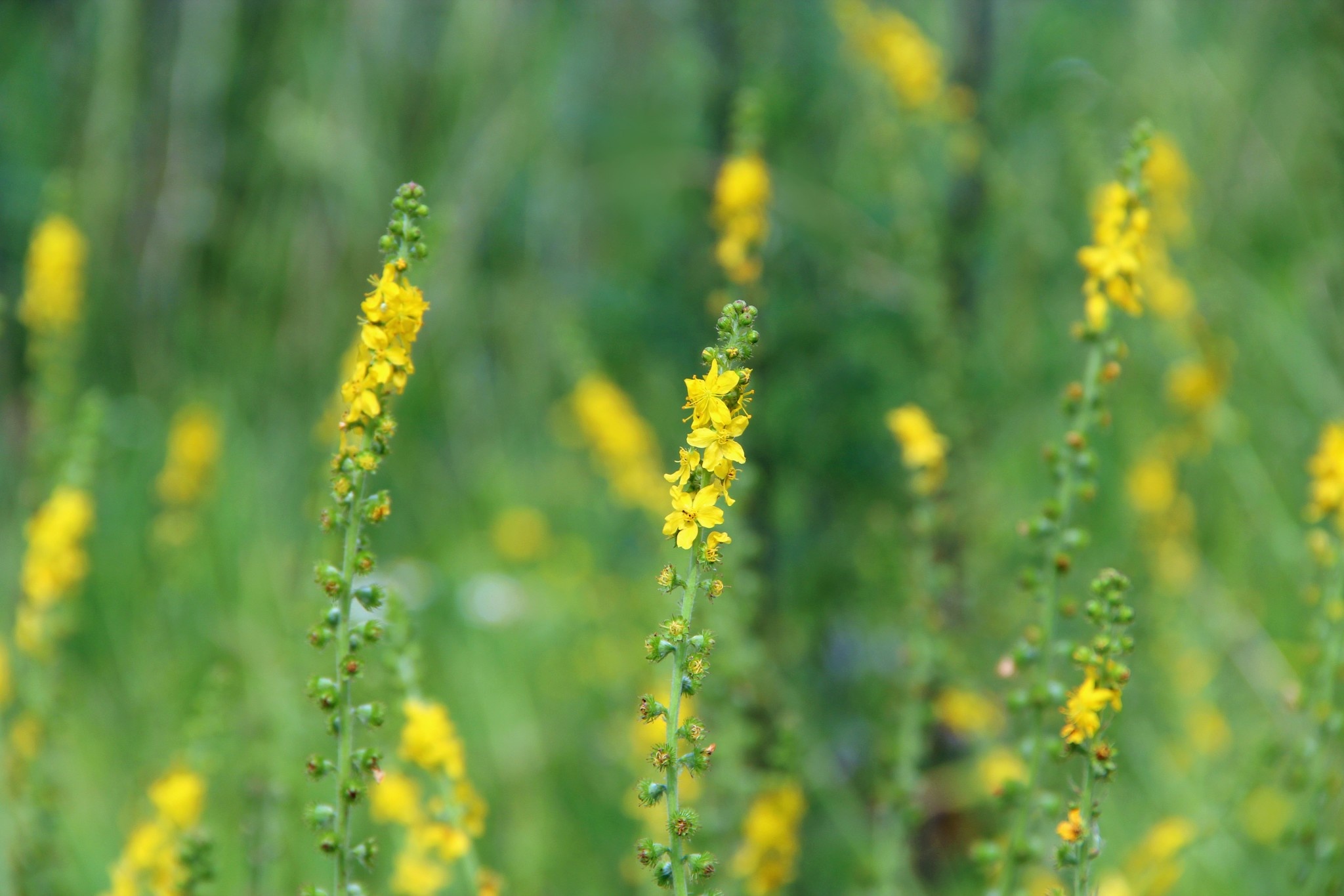 Agrimonia eupatoria - Bloemerij