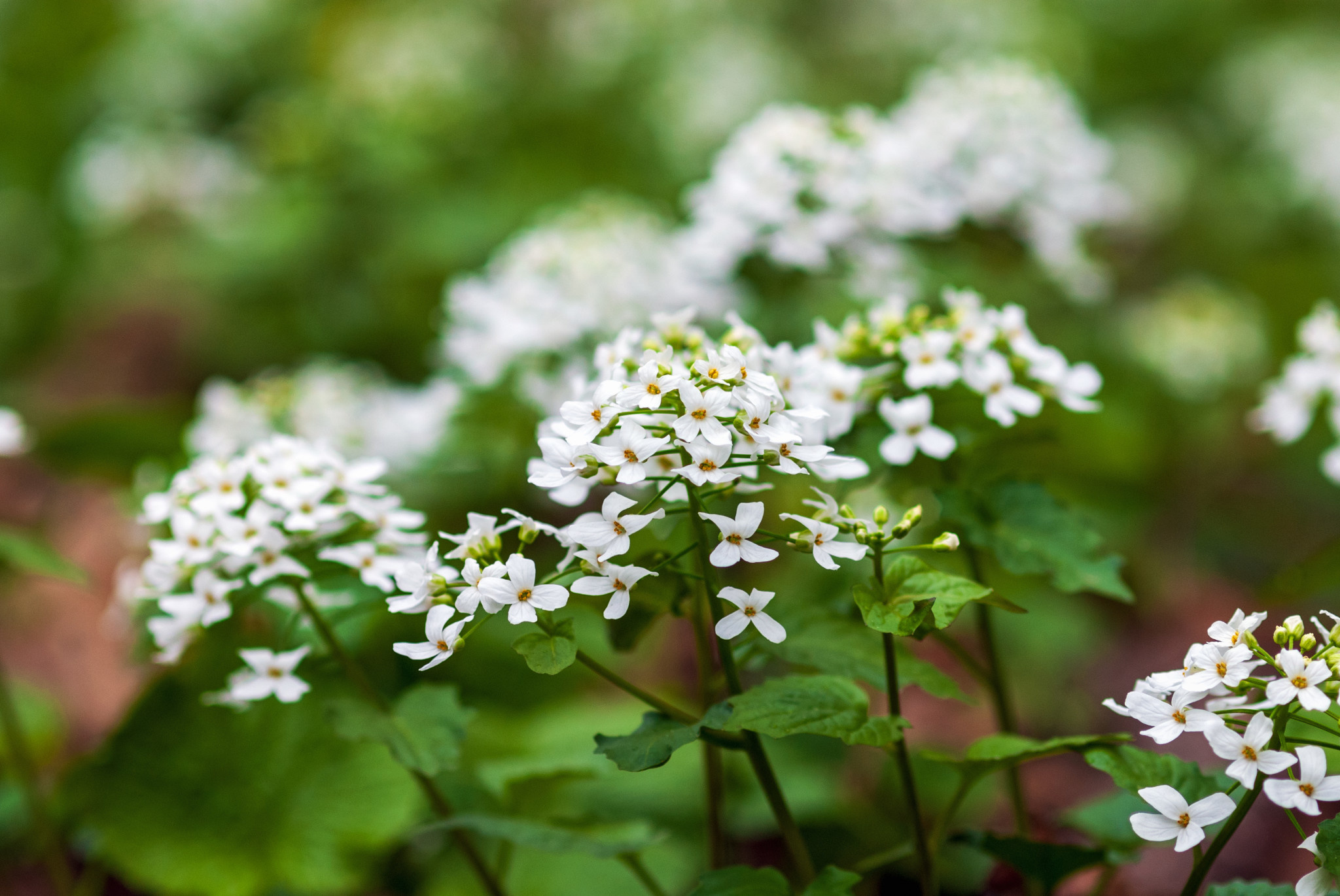 Alliaria petiolata - Bloemerij